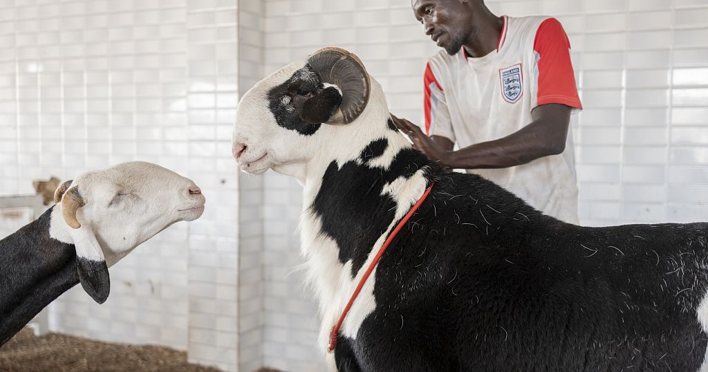 Senegal's fanciest sheep are destined not for slaughter, but for lives ...