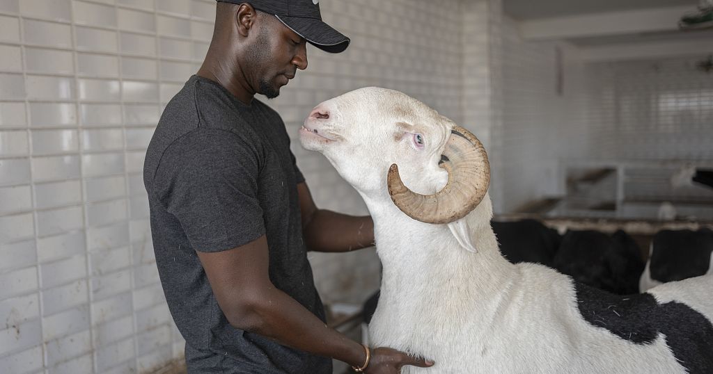 Sénégal : le mouton ladoum à l'honneur à l'approche de l'Aïd Al-Adha ...