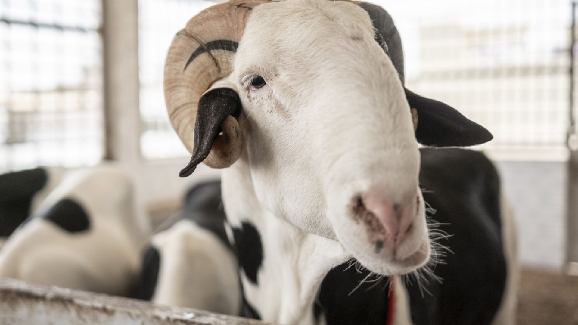 Vidéo. No Comment : le ladoum, le mouton le plus cher du monde | Euronews