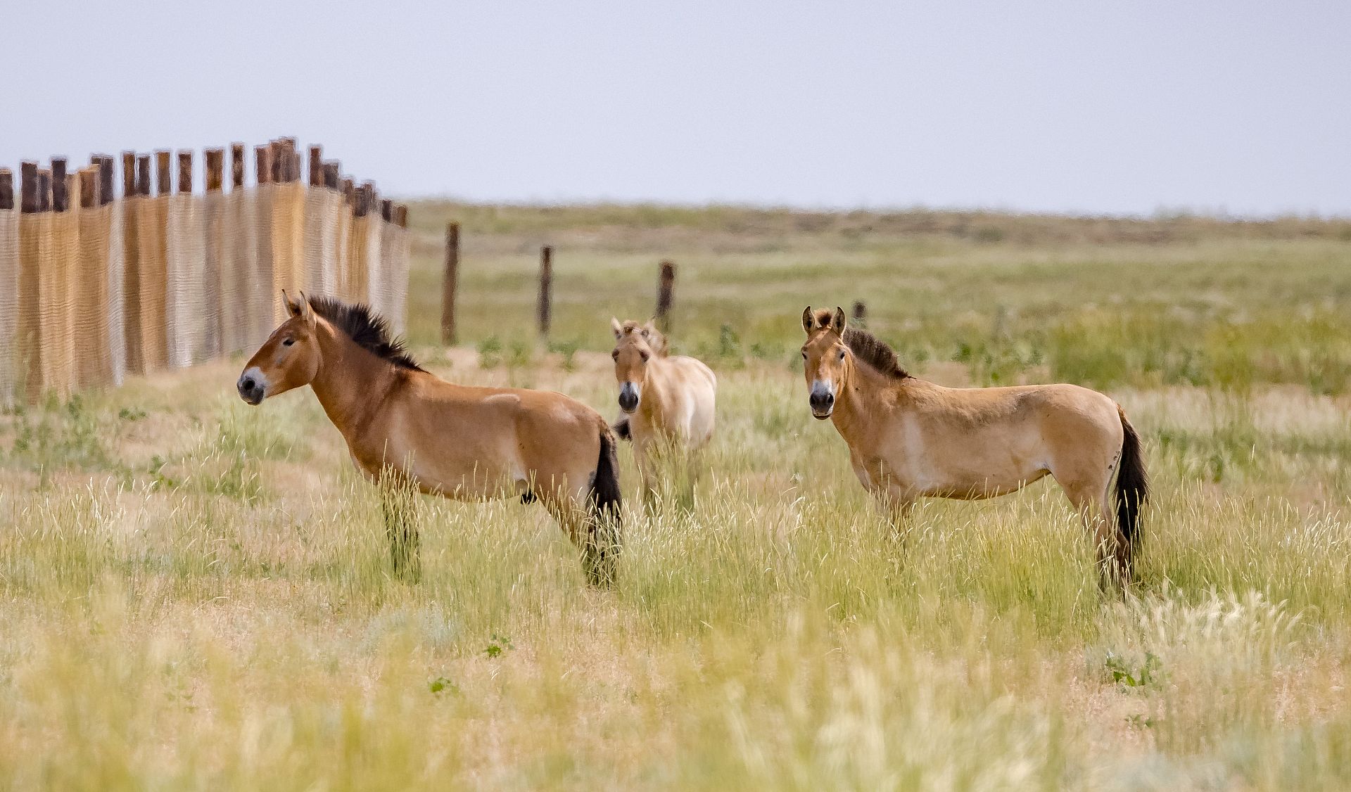 De rares chevaux sauvages de retour dans la steppe dorée du Kazakhstan ...