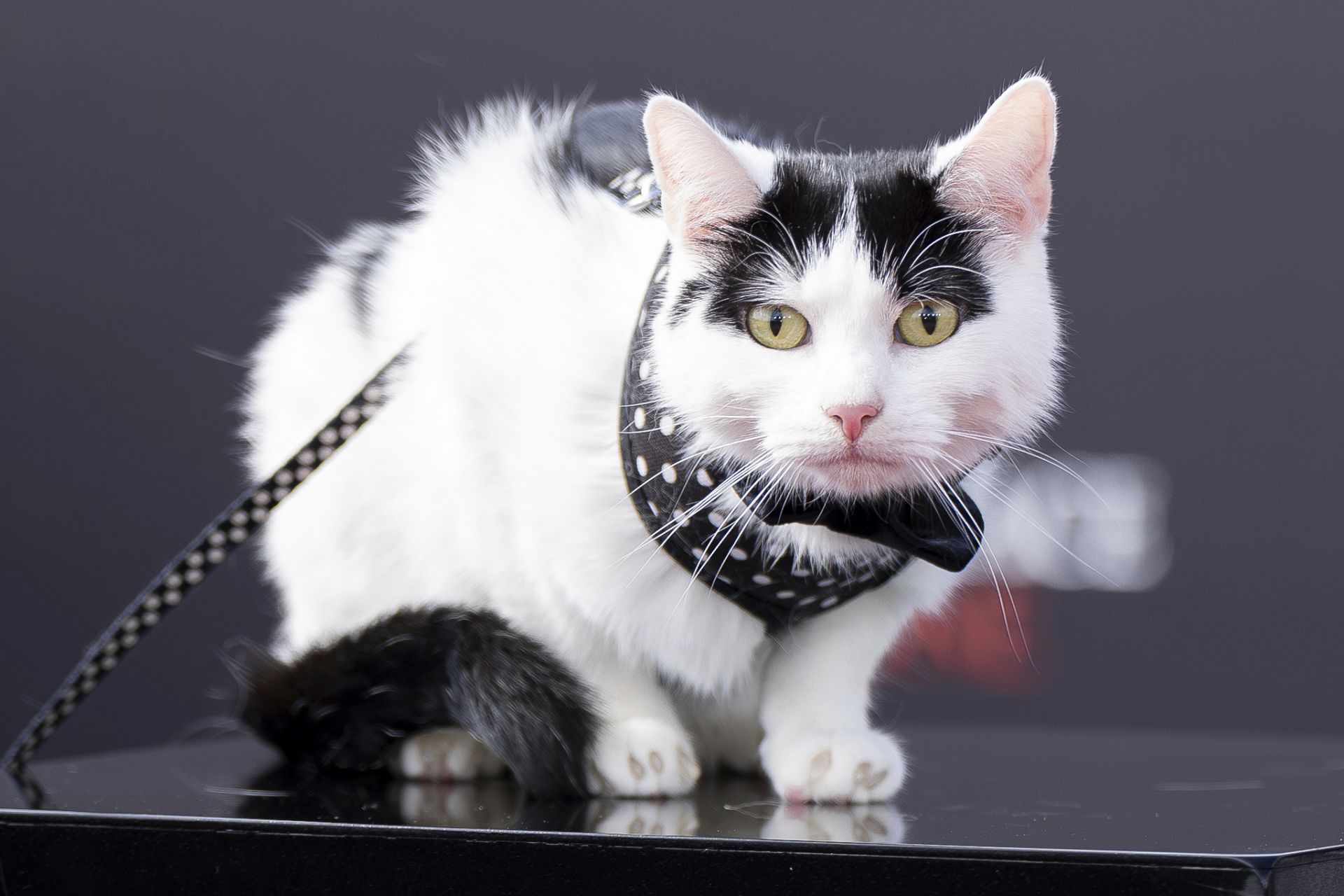 Ready furr their close-up: How cats became Hollywood's hottest stars ...