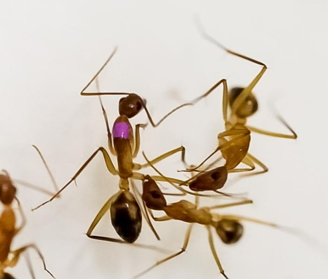 Scientists discover ants are capable of performing amputations - and ...