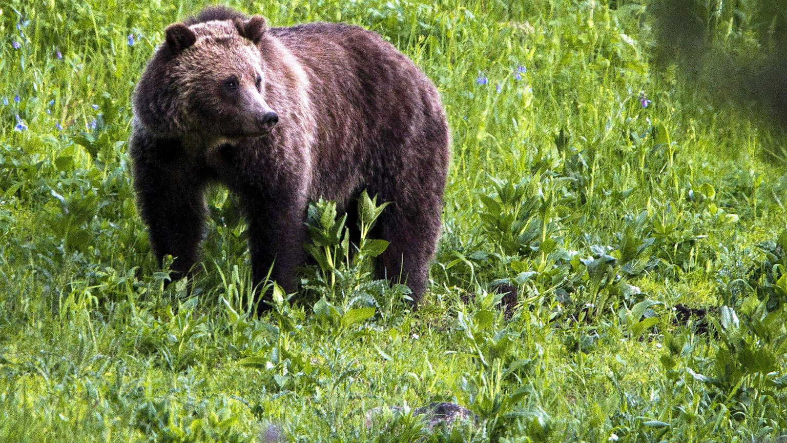Wild bears in Romania get a new home as sightings surge | Euronews