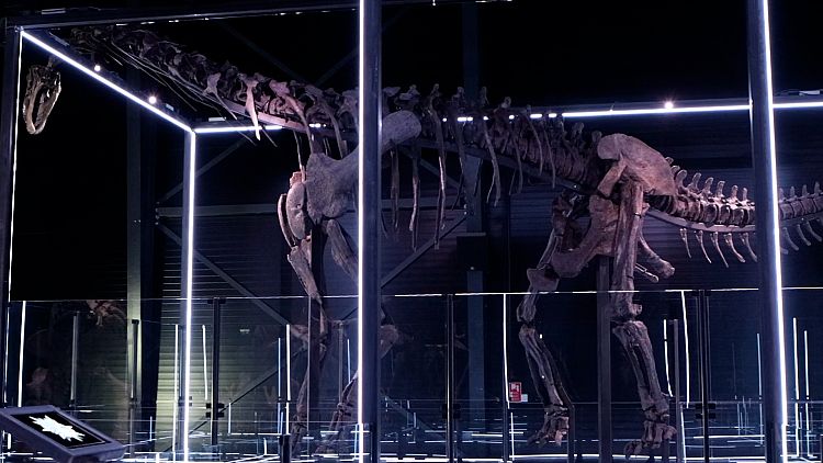 Video. Rare sauropod skeleton debuts in Denmark | Euronews