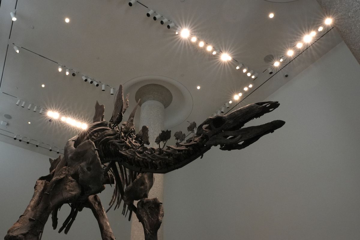 Extraordinary 161-million-year-old Stegosaurus to go up for auction at ...