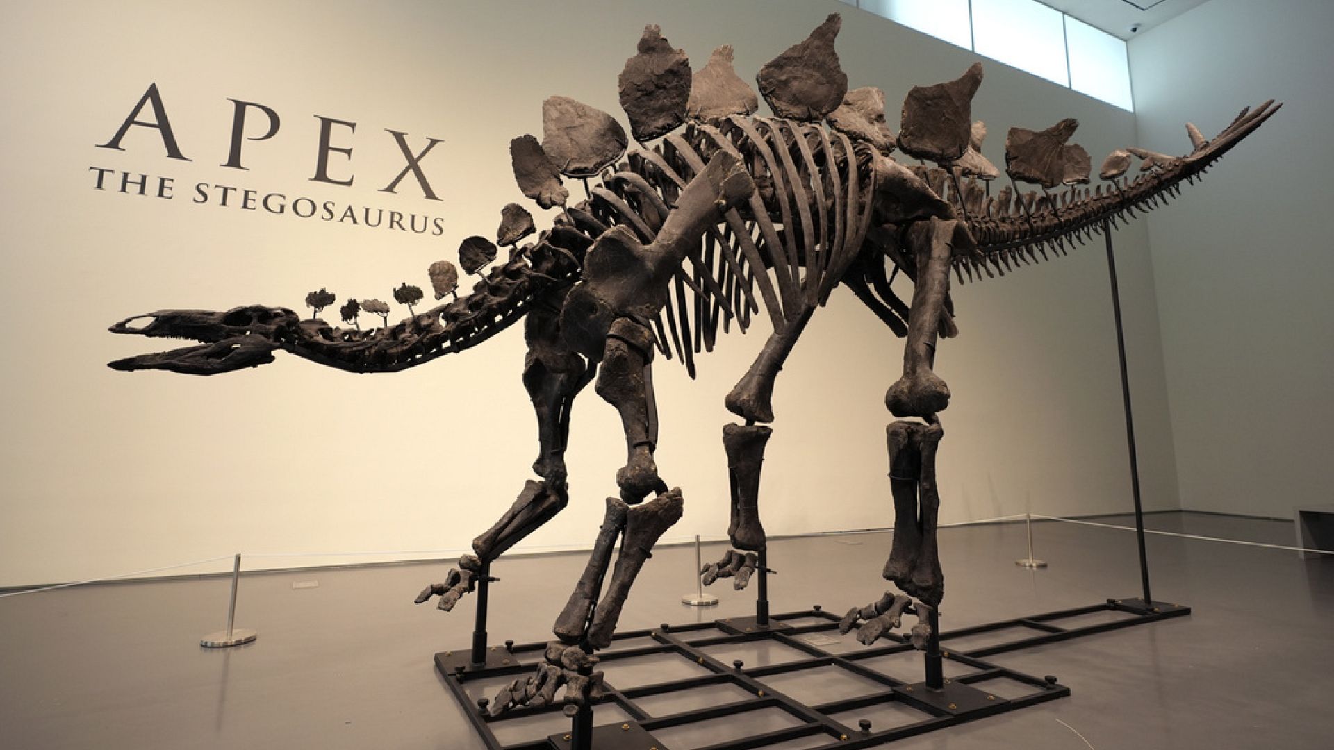 Extraordinary 161-million-year-old Stegosaurus to go up for auction at ...