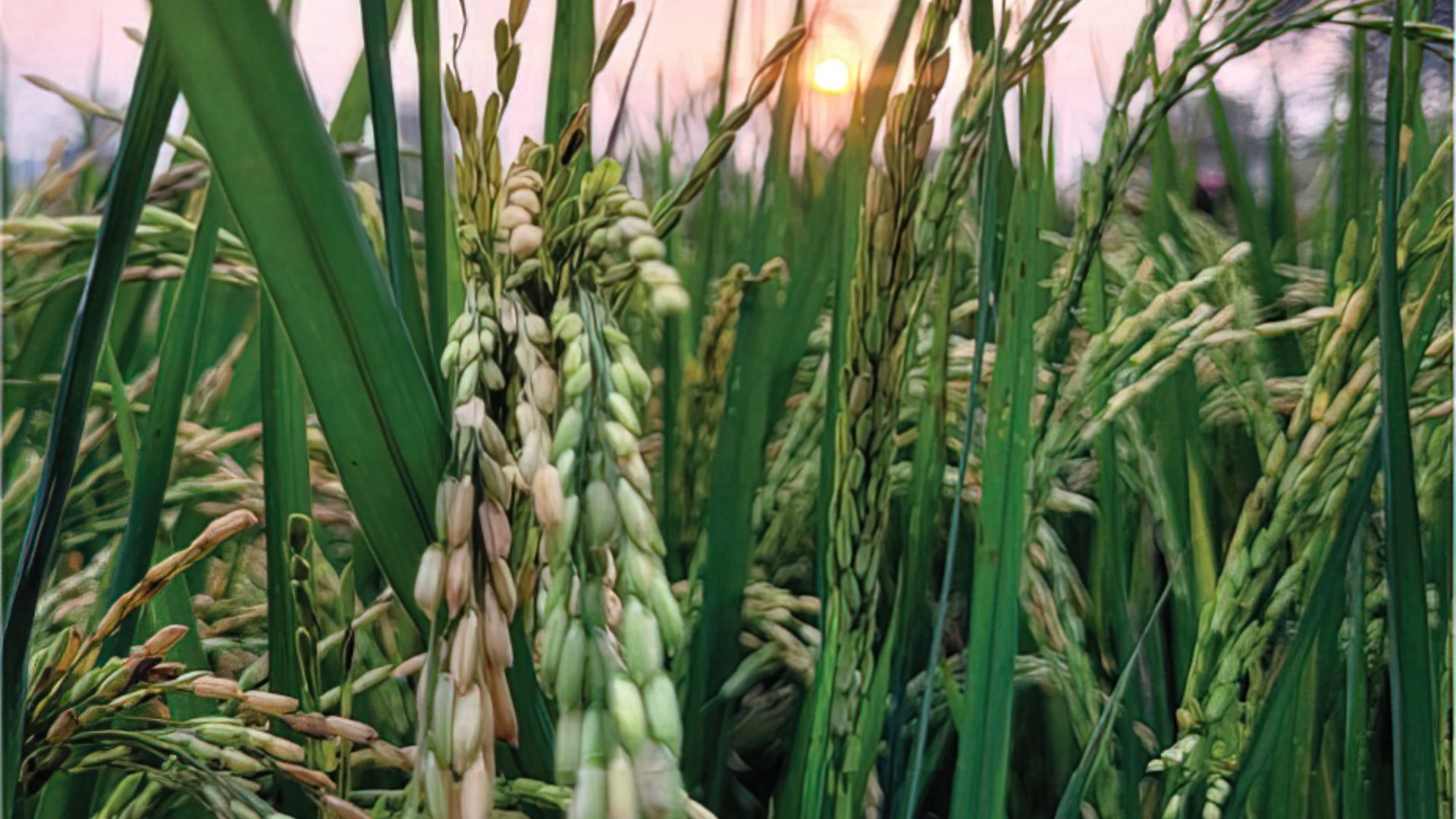 Rice is a silent source of methane emissions: Meet the startup helping ...