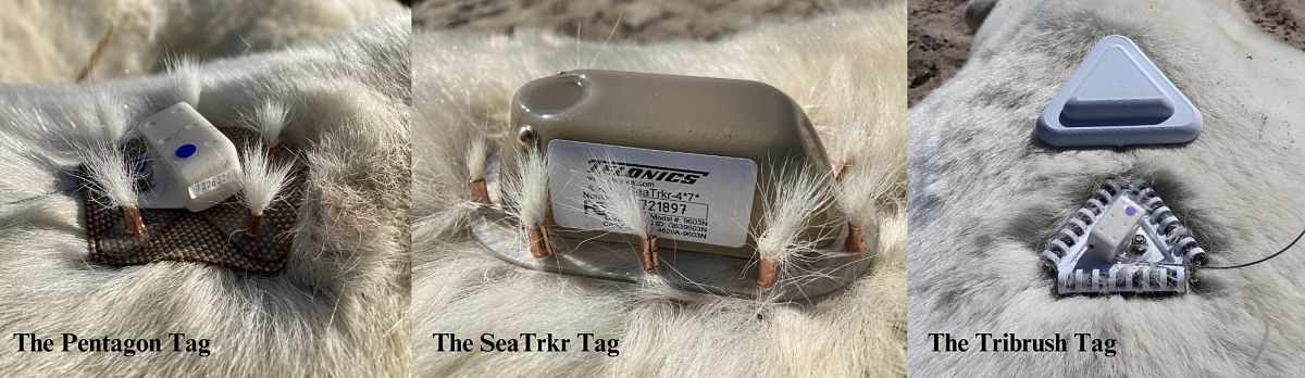 Polar bear tracking tech breakthrough could boost conservation as ...