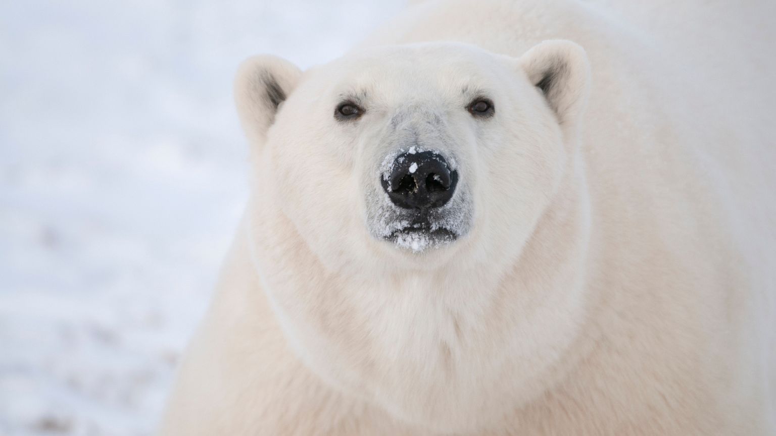 Polar bear tracking tech breakthrough could boost conservation as ...