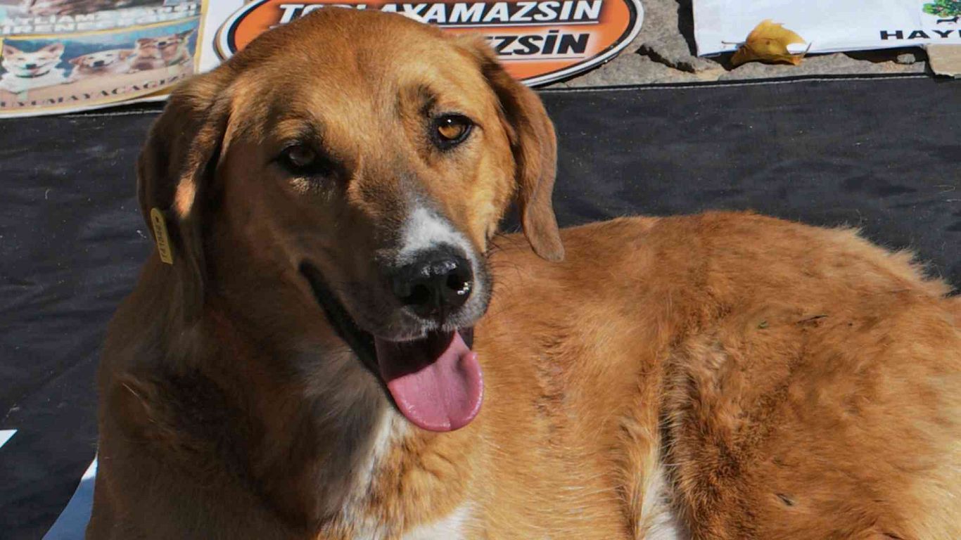 'This spells death': Inside Turkey's new bill that could see millions ...