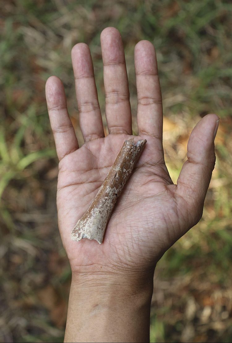 700,000-year-old bone discovery confirms existence of three-foot-tall ...