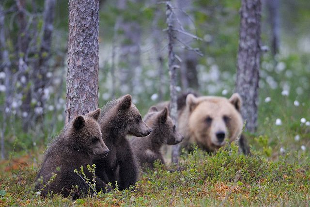 ‘We cannot continue to shoot this many’: Campaigners hit back at Sweden ...