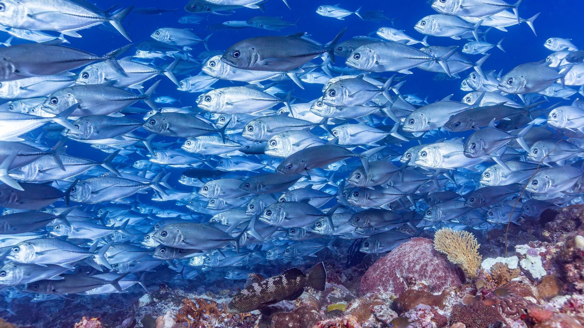 Scientists are living at sea in Papua New Guinea to study one of the ...