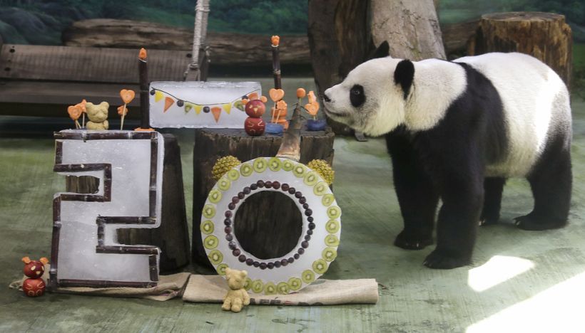 Video. WATCH: Taiwan's oldest female panda celebrates 20th birthday ...