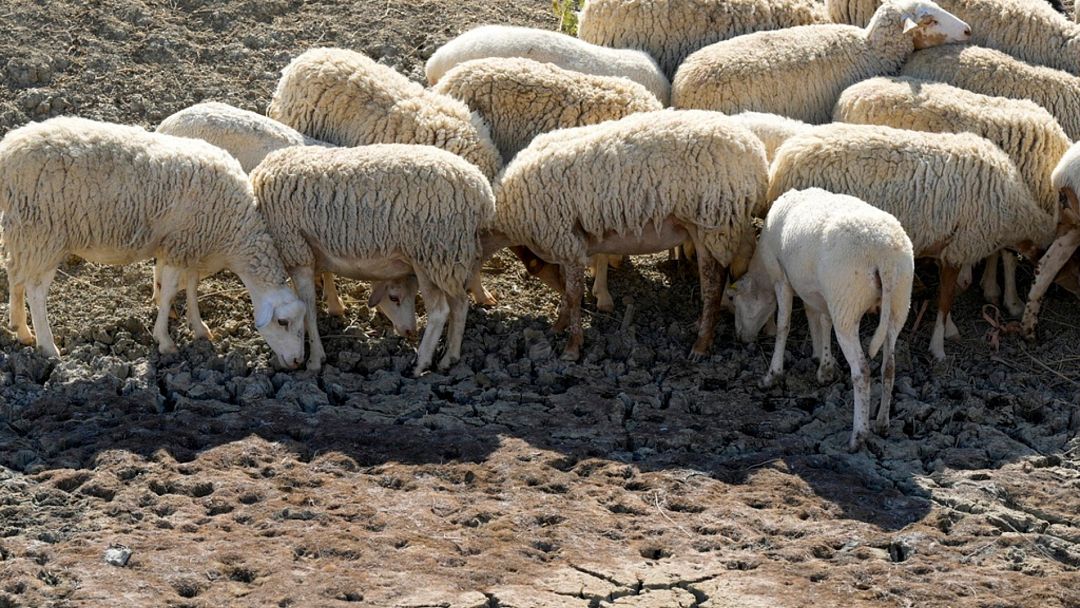‘Crippling’ droughts in Sicily and Sardinia made twice as likely by ...