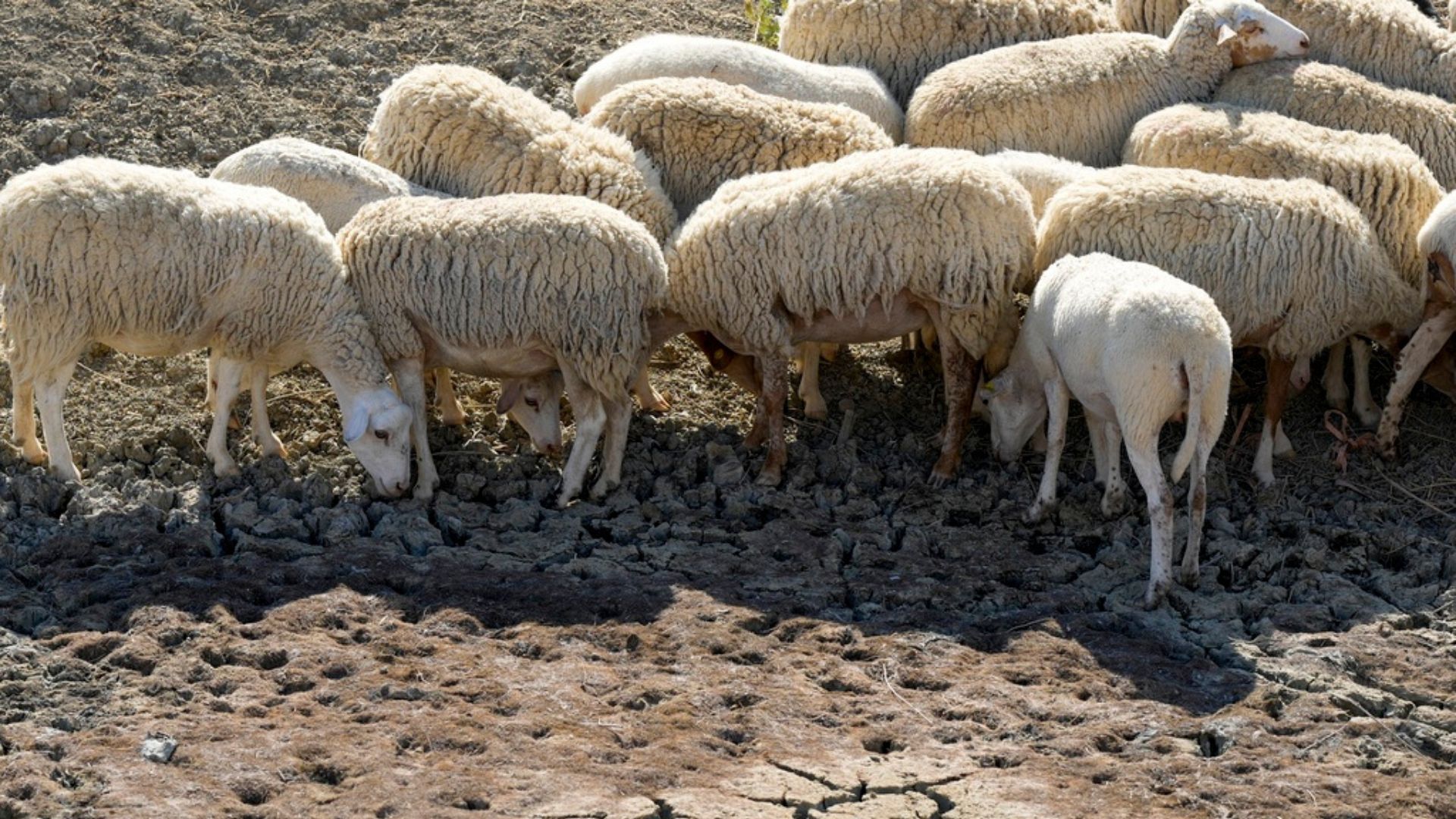 ‘Crippling’ droughts in Sicily and Sardinia made twice as likely by ...