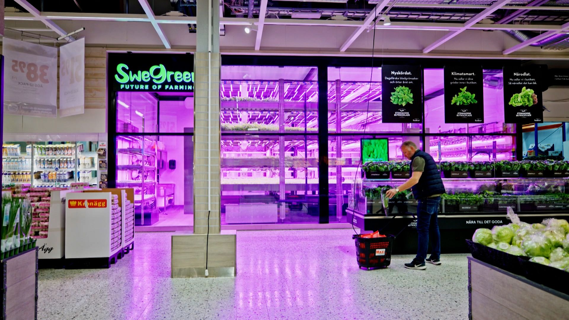 Meet SweGreen: This Swedish vertical farm start-up grows vegetables inside of supermarkets ...