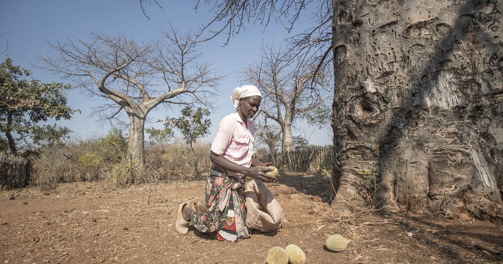 Au Zimbabwe, les fruits du baobab comme nouvelle source de revenus ...