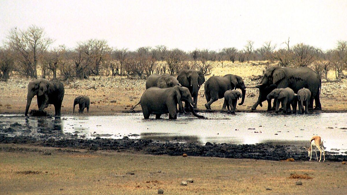 Hundreds of elephants to be killed in Zimbabwe and Namibia as food and ...
