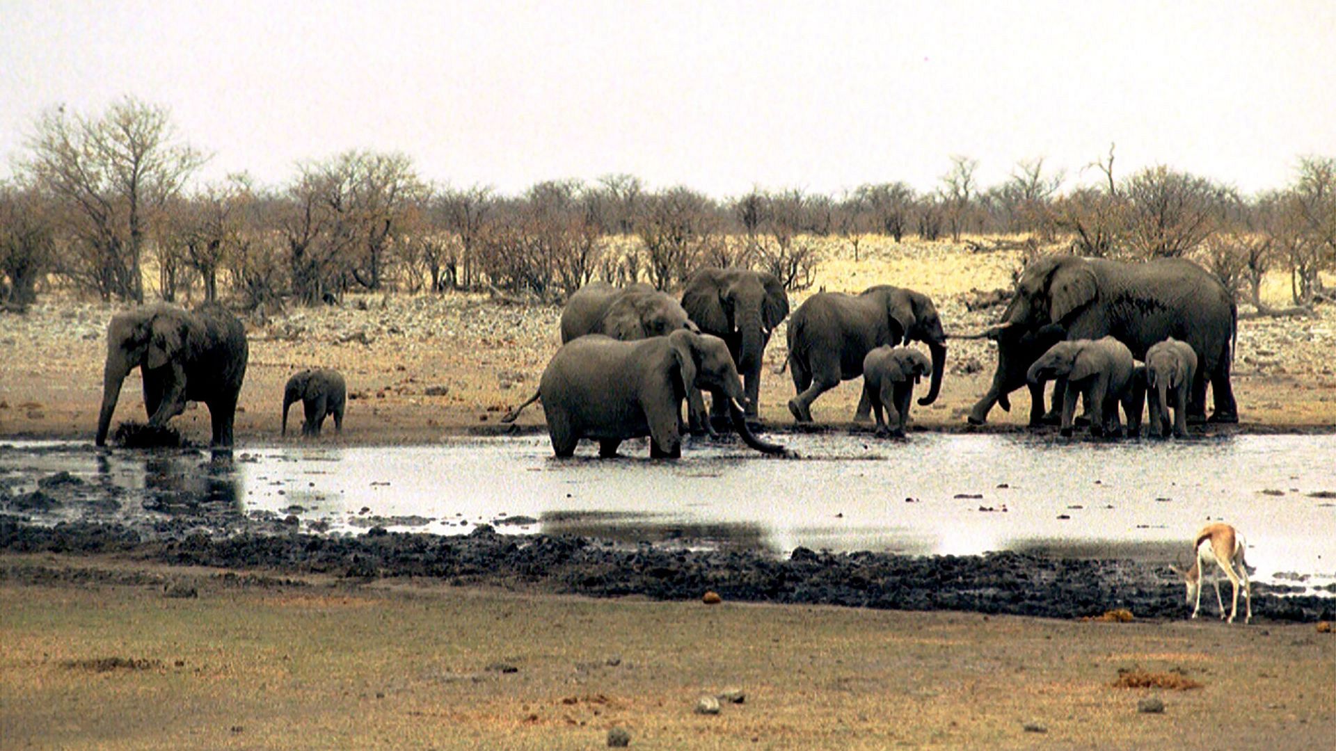 Hundreds of elephants to be killed in Zimbabwe and Namibia as food and ...