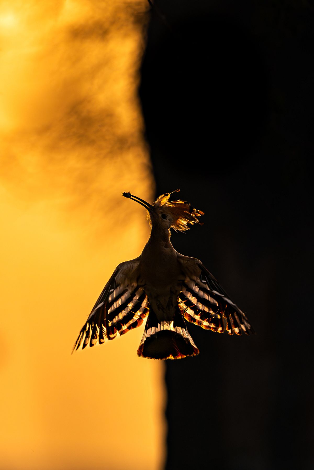 Playful penguins to caged parrots: The winners of the Bird Photographer ...