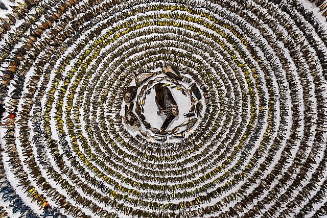Playful penguins to caged parrots: The winners of the Bird Photographer ...