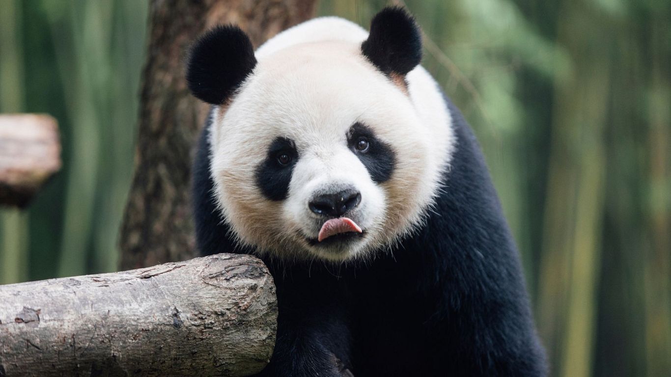 ‘Panda economy’: Can two new bears give Hong Kong’s tourism industry a ...