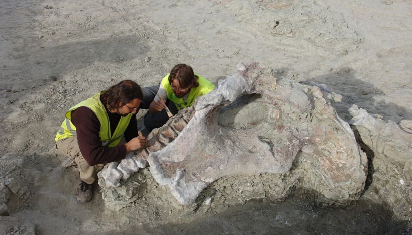 Meet Enigmacursor: New dinosaur species unveiled at London's Natural ...