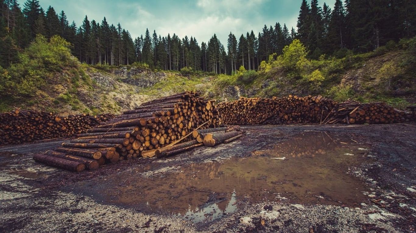 EU deforestation backflip: Conservatives cheer, green groups rage ...