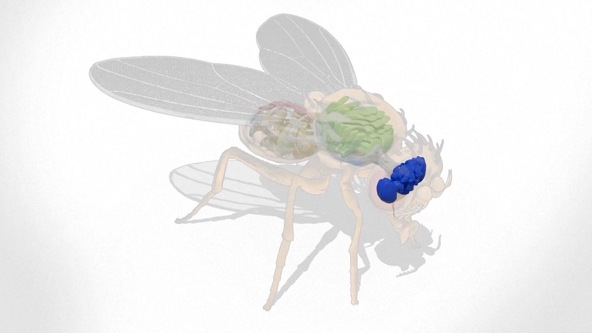 Scientists produce first and largest brain map of a dead fruit fly ...