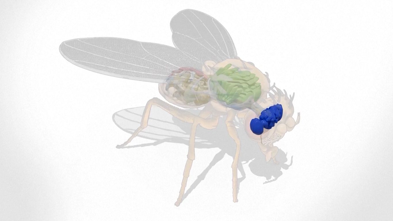 Scientists produce first and largest brain map of a dead fruit fly ...