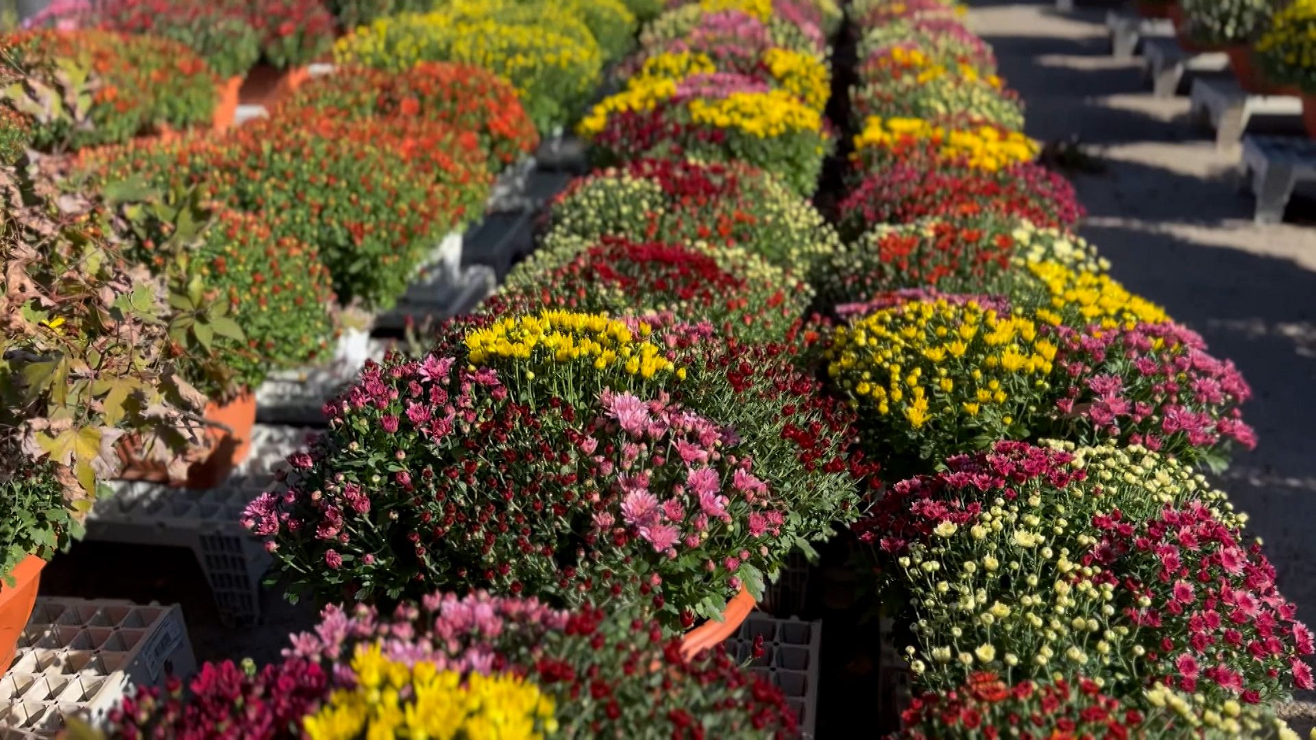 Thousands of flowers adorn Romanian city of Iași for Saint Paraskeva ...