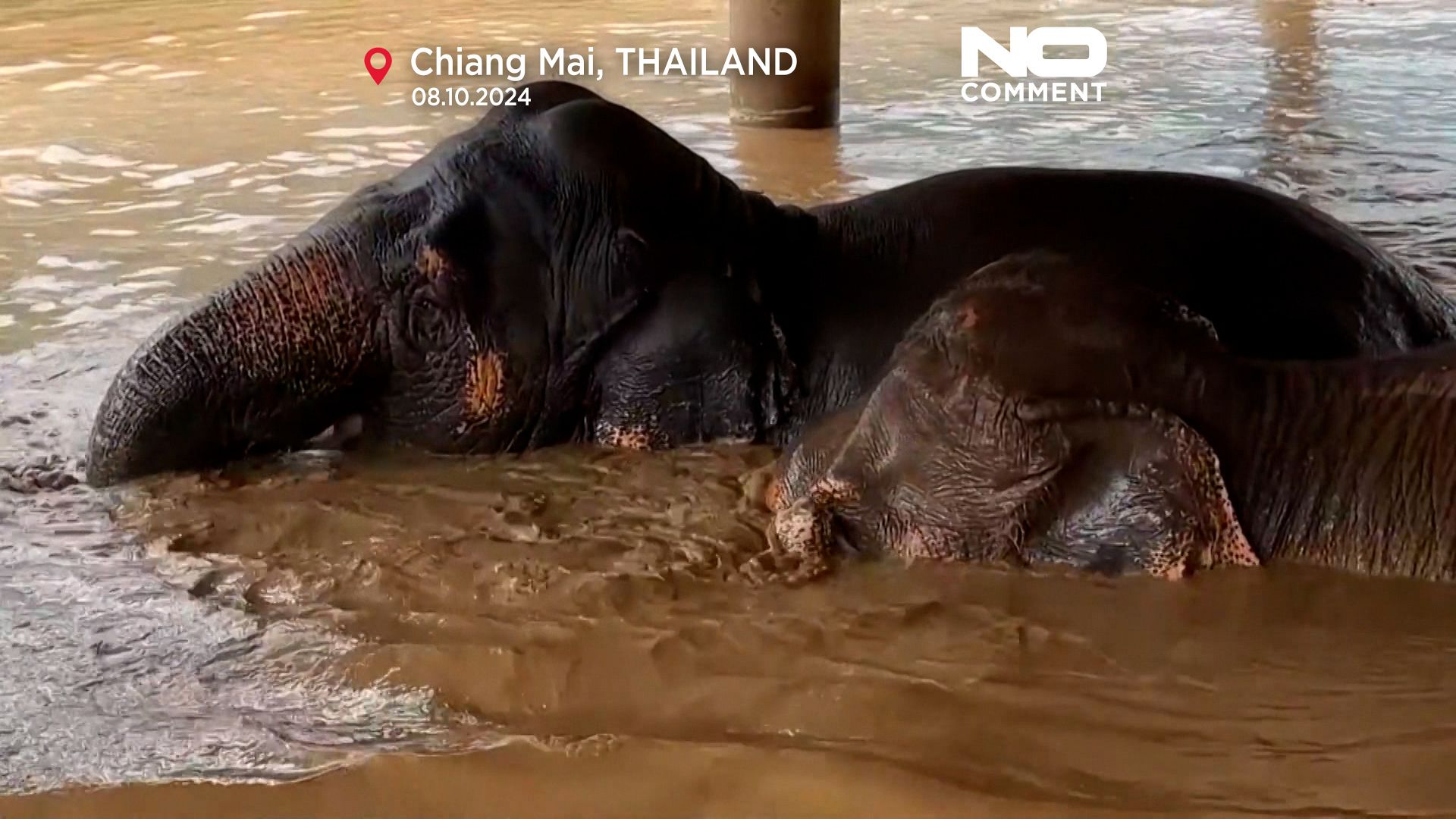 Video. Elephants fall victim to flooding in Thailand | Euronews