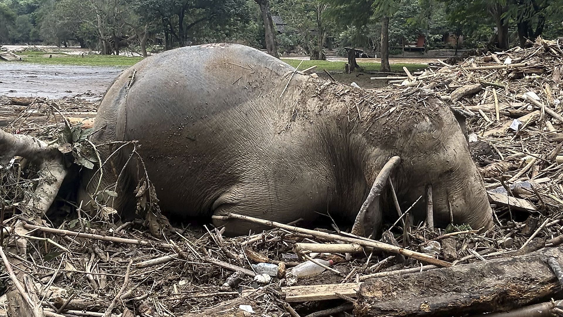 Video. Two elephants die in Thailand flooding | Euronews