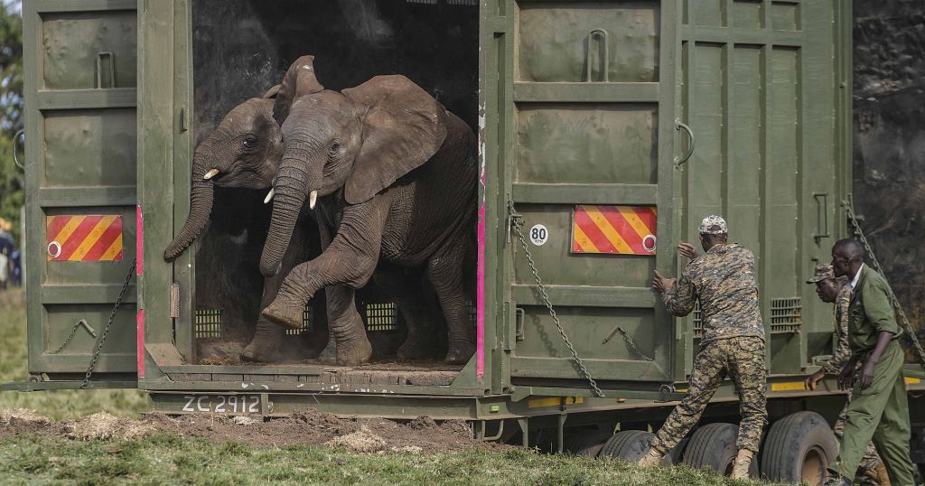 Kenya relocates 50 elephants to larger park to ease overcrowding ...