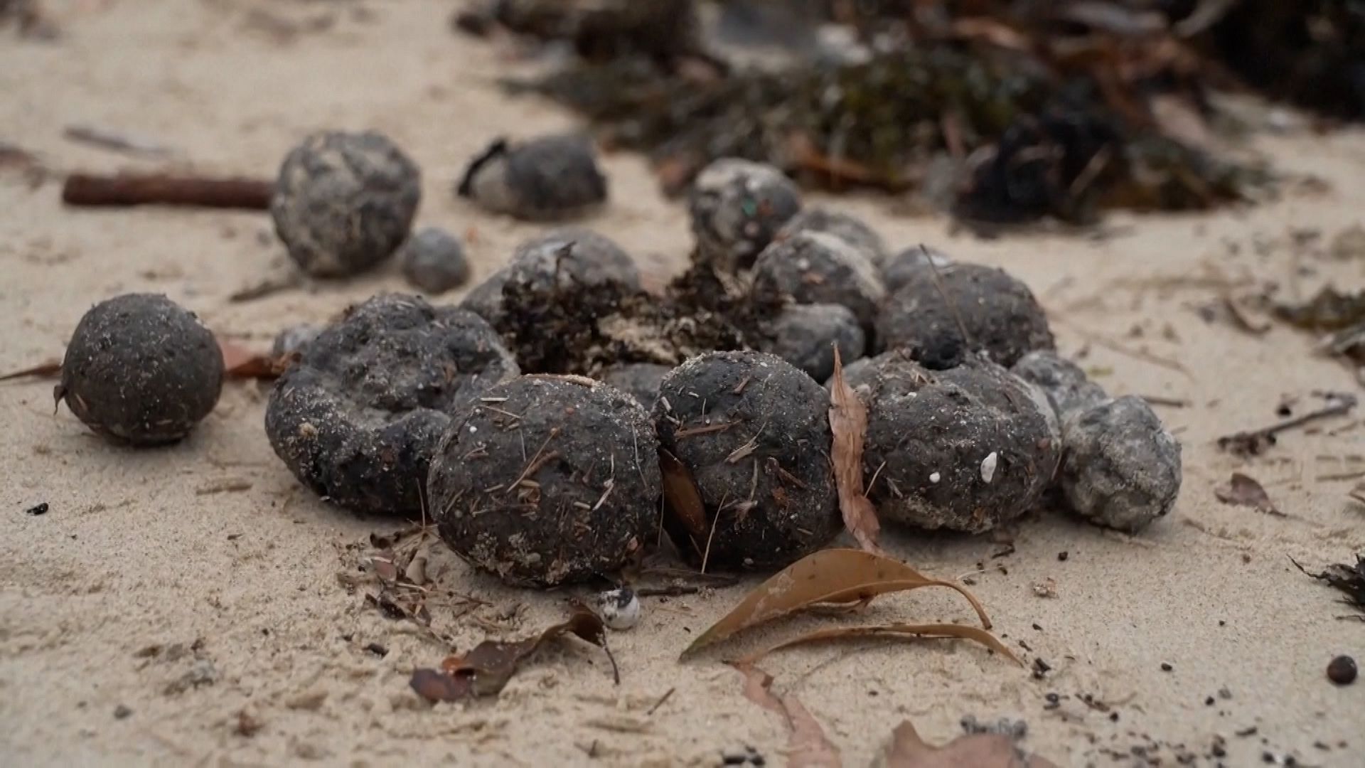 Vídeo. ¿Qué son estas misteriosas bolas que han invadido la playa de ...