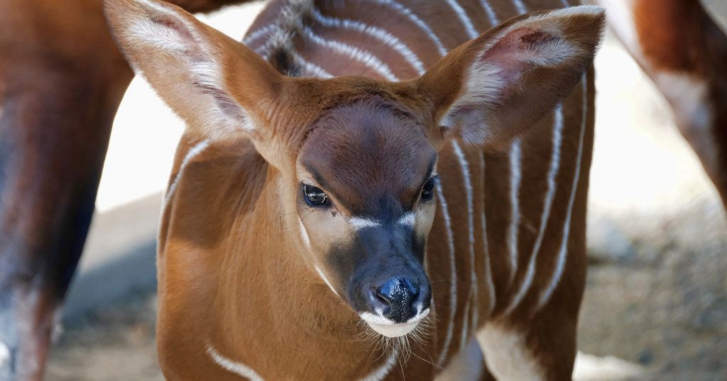 Angleterre : naissance d'un bébé bongo des montagnes | Africanews