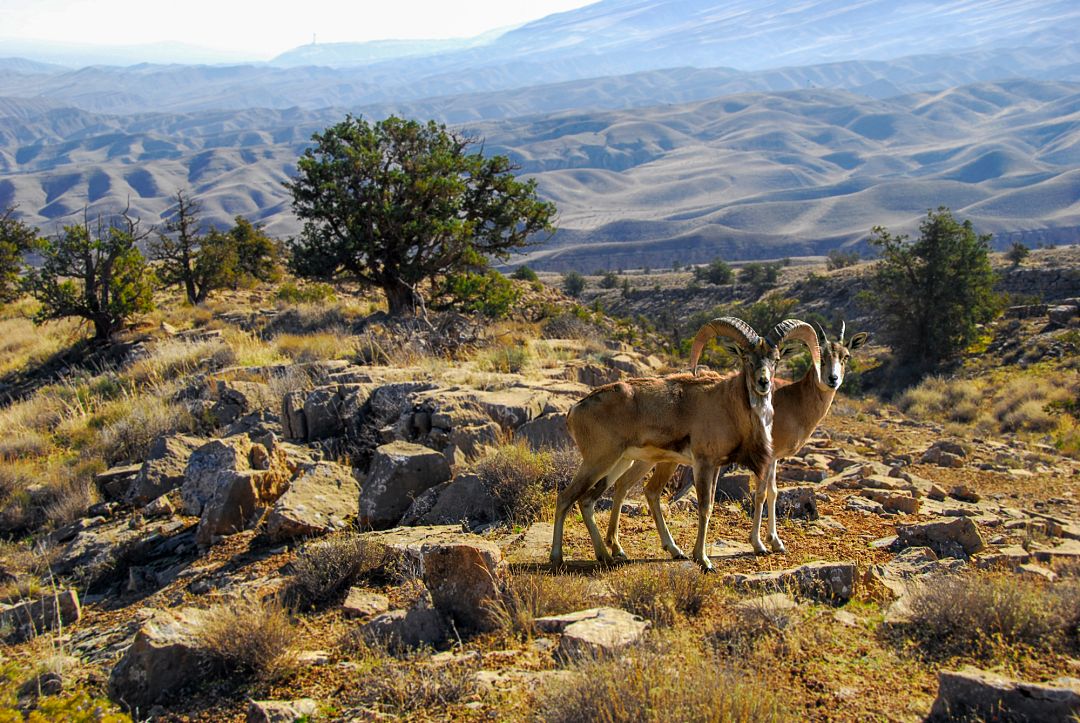 De Karakoum à la mer Caspienne : les merveilles naturelles sauvages du ...