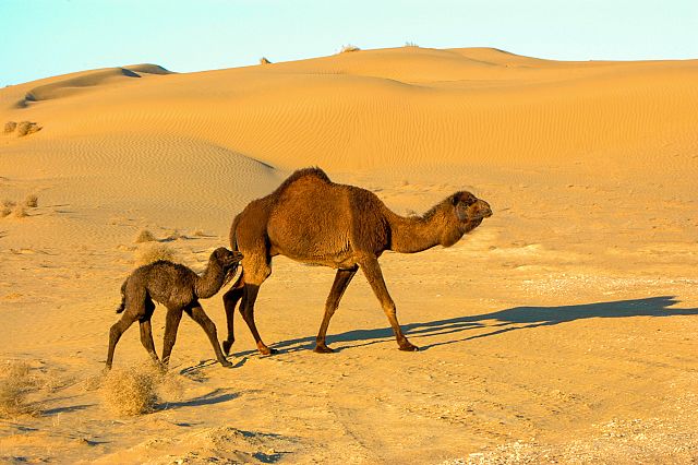 Karakum to the Caspian: Turkmenistan’s untouched natural wonders | Euronews