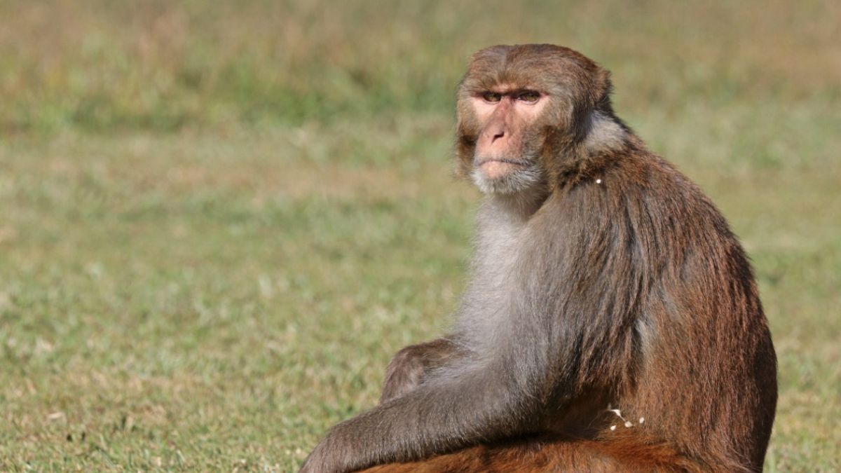 Amerikalılar laboratuvardan kaçan 43 maymun yüzünden alarma geçti ...