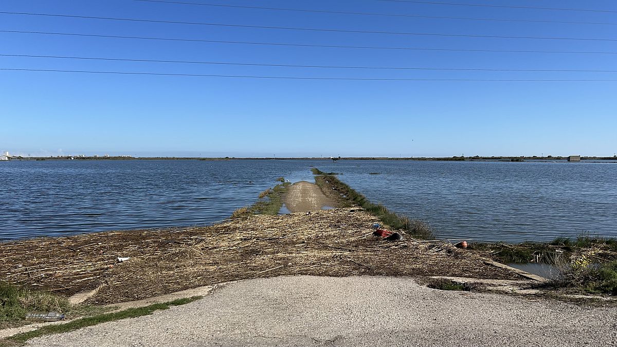 Albufera’s fragile ecosystem is at risk: Another tragic victim of ...