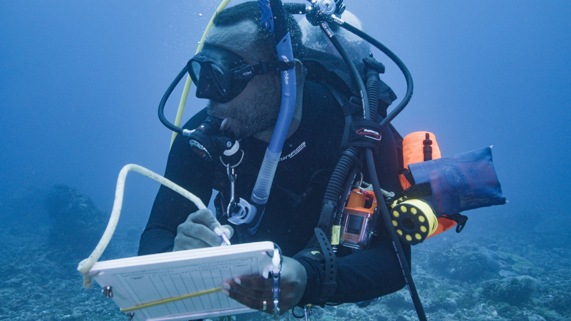 "Un faro de esperanza": El mayor coral del mundo, descubierto en el ...