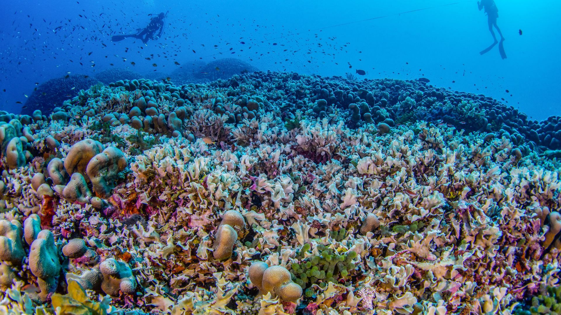 "Un faro de esperanza": El mayor coral del mundo, descubierto en el ...