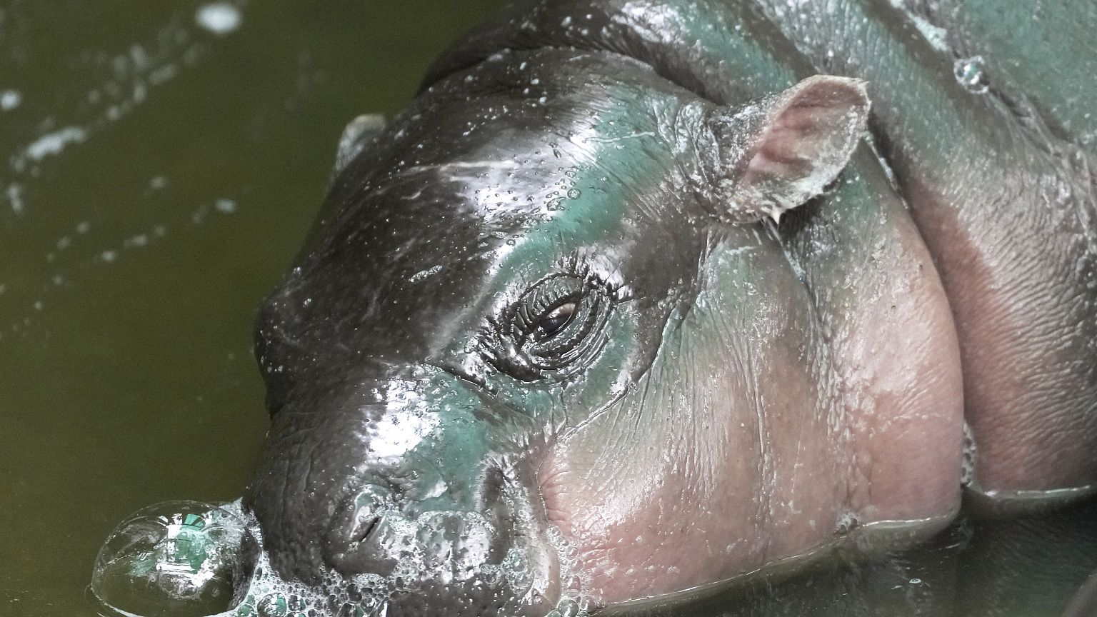 Viral hippo Moo Deng releases official single in four languages | Euronews