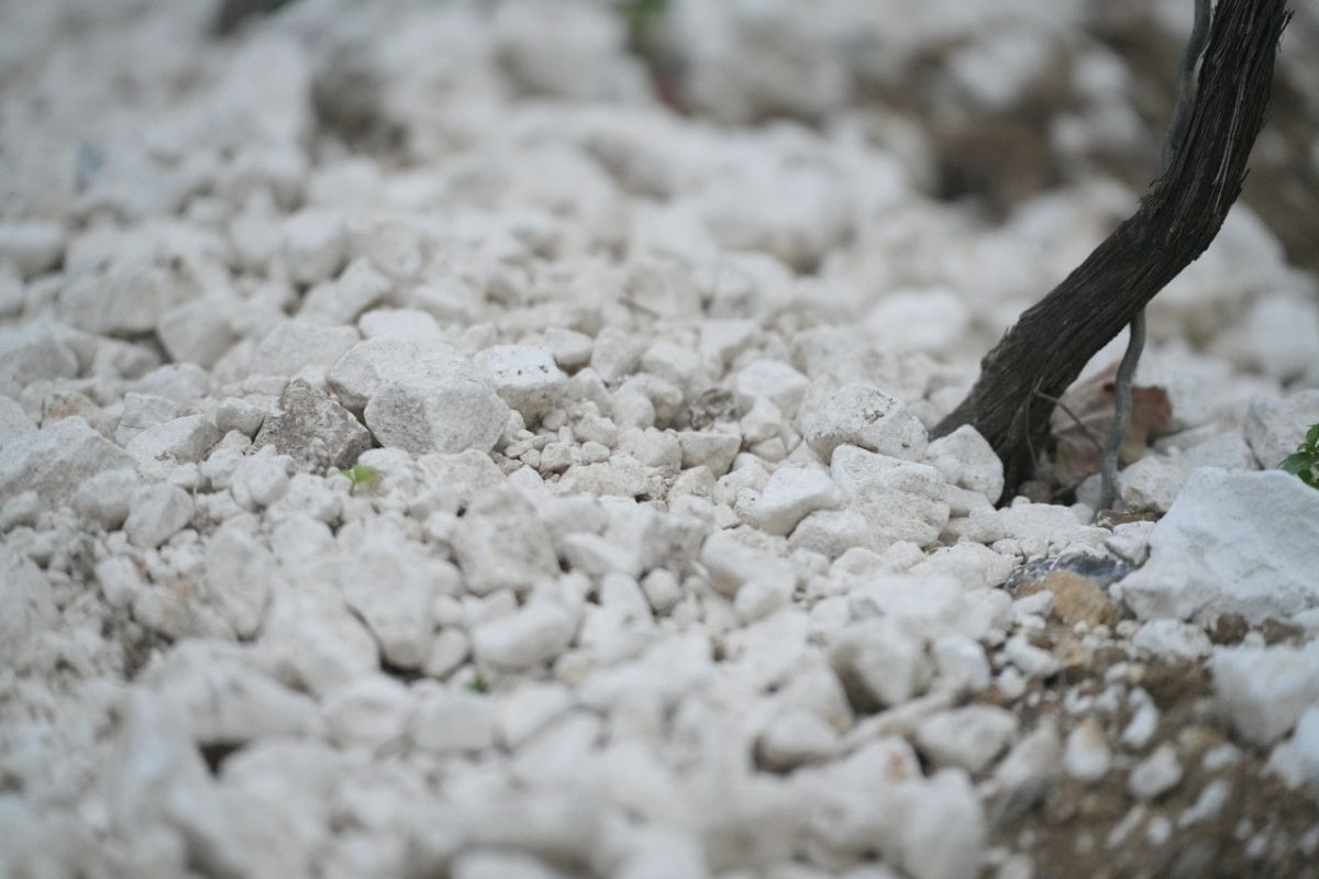 Why French winemakers are buying up huge swaths of land in Southern ...