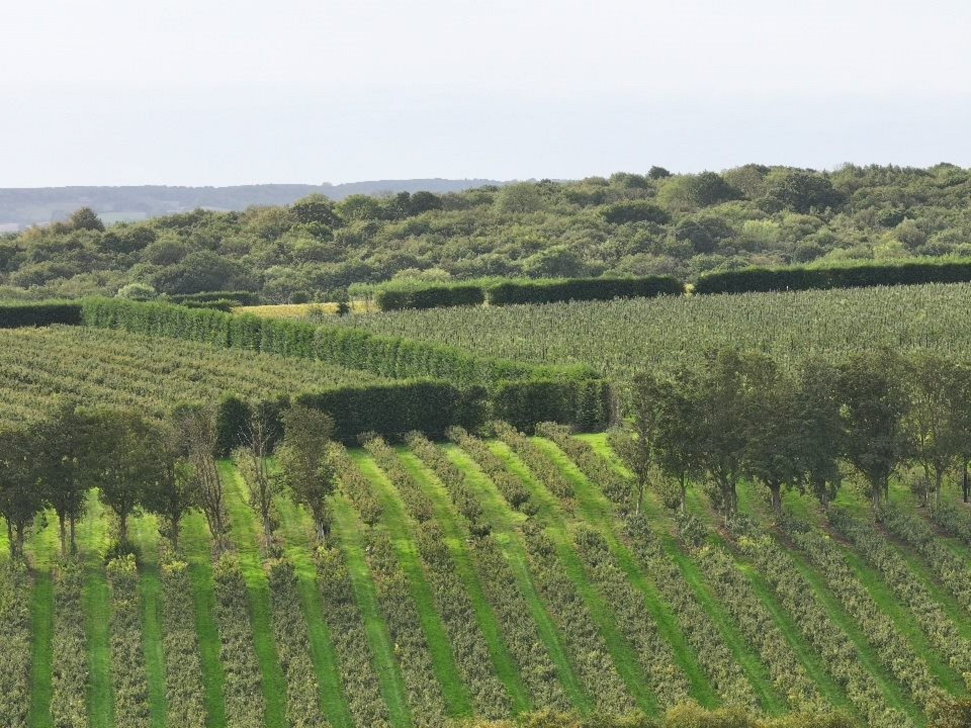 Why French winemakers are buying up huge swaths of land in Southern ...