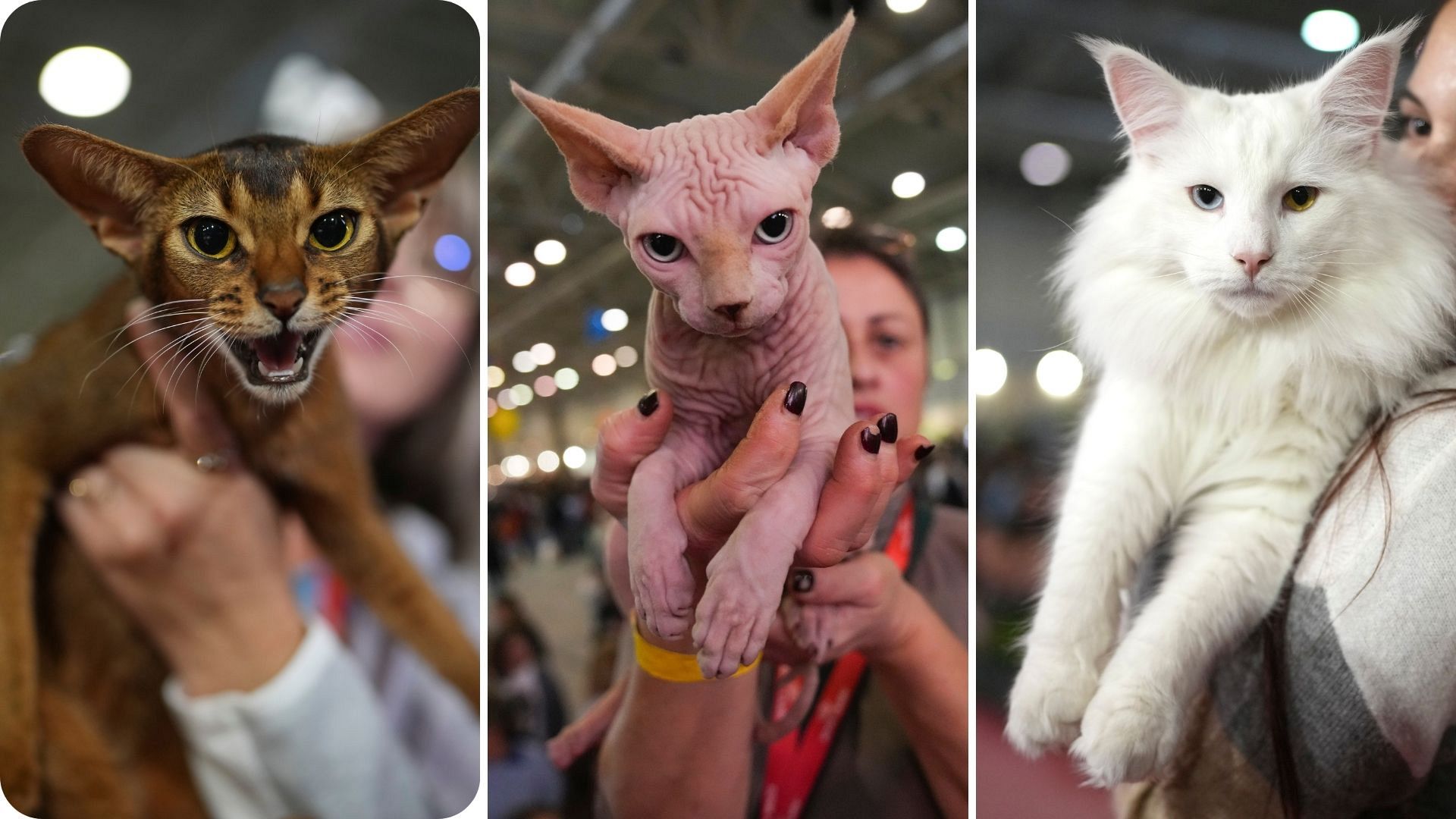 Video. Fluffy felines compete for prizes at Rome's SuperCat Show | Euronews