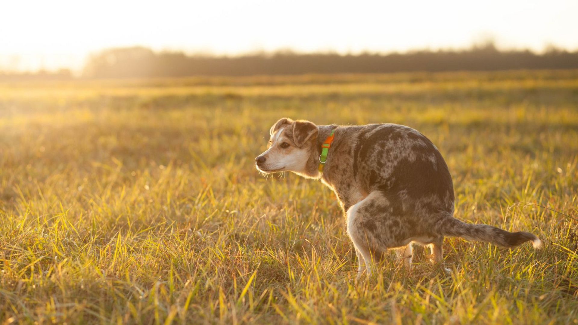 'Enshittification': What does Australian dictionary's Word Of The Year ...