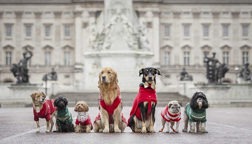 Cadabomb Okami, the world’s most expensive dog, sells for €5.3 million ...