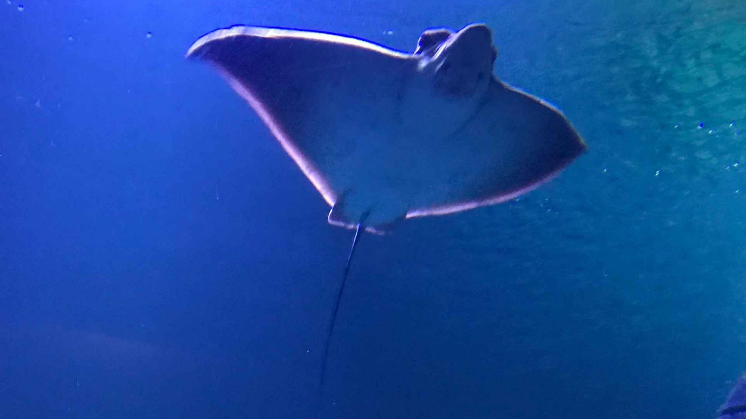 Shark and ray populations have halved since 1970 and overfishing is to ...